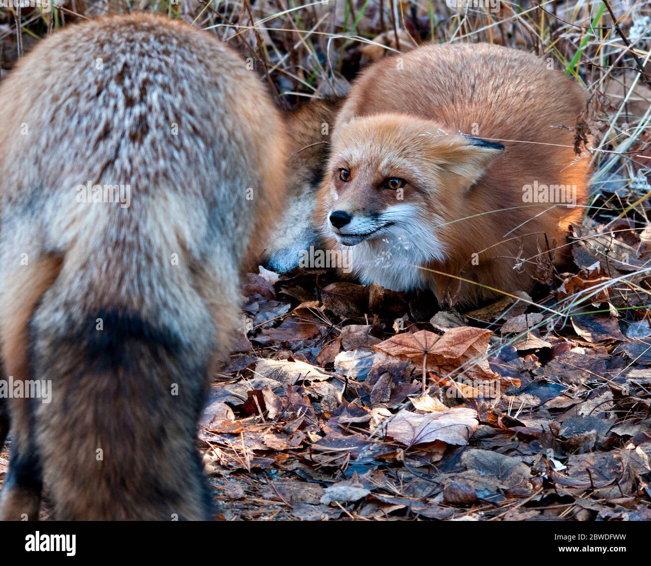Red fox animals close-up profile view in the forest interacting with ...