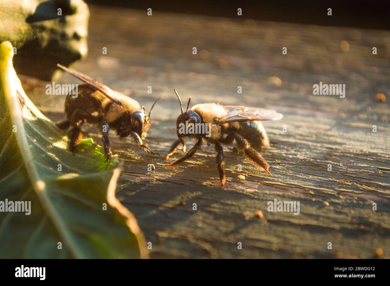 Two carpenter bees saying hello Stock Photo - Alamy