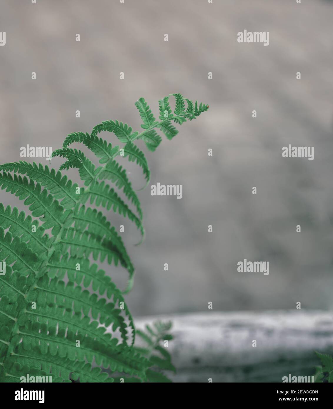 Green leafy stalk hi-res stock photography and images - Alamy