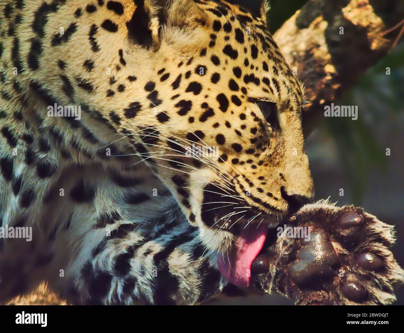 Using paws hi-res stock photography and images - Alamy