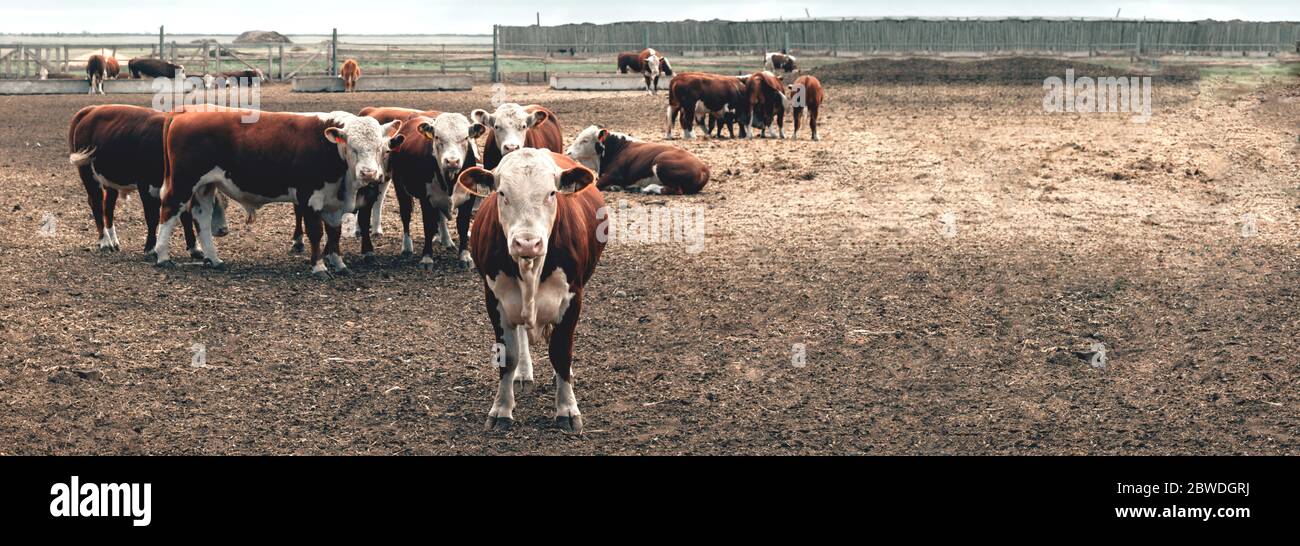 Banner with herd of red and white bulls on a farm Stock Photo - Alamy