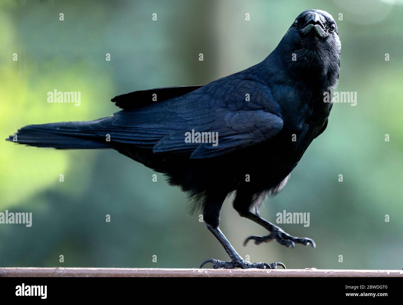 Big black bird strutting its stuff Stock Photo - Alamy
