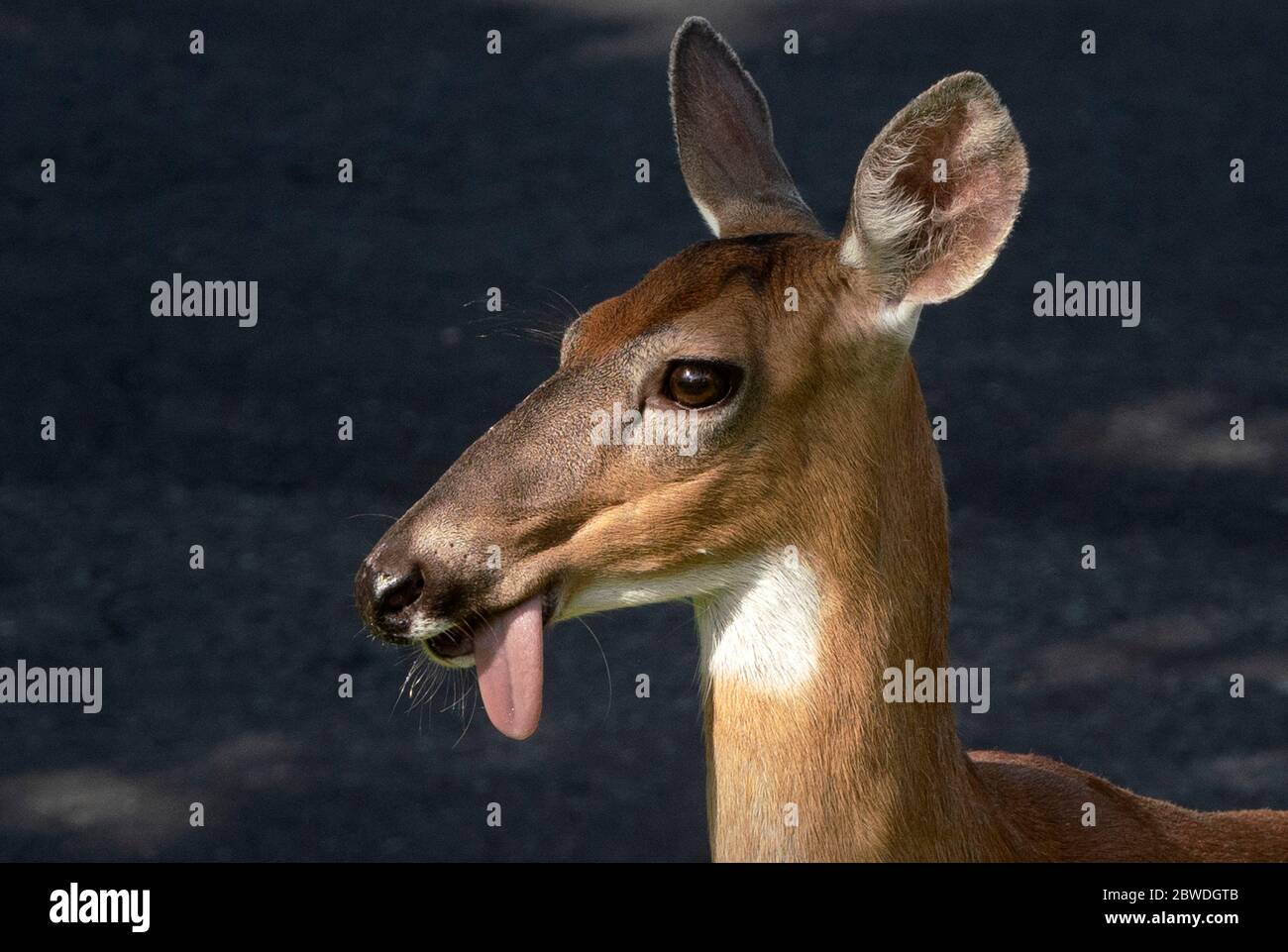 Bambi up close Stock Photo - Alamy