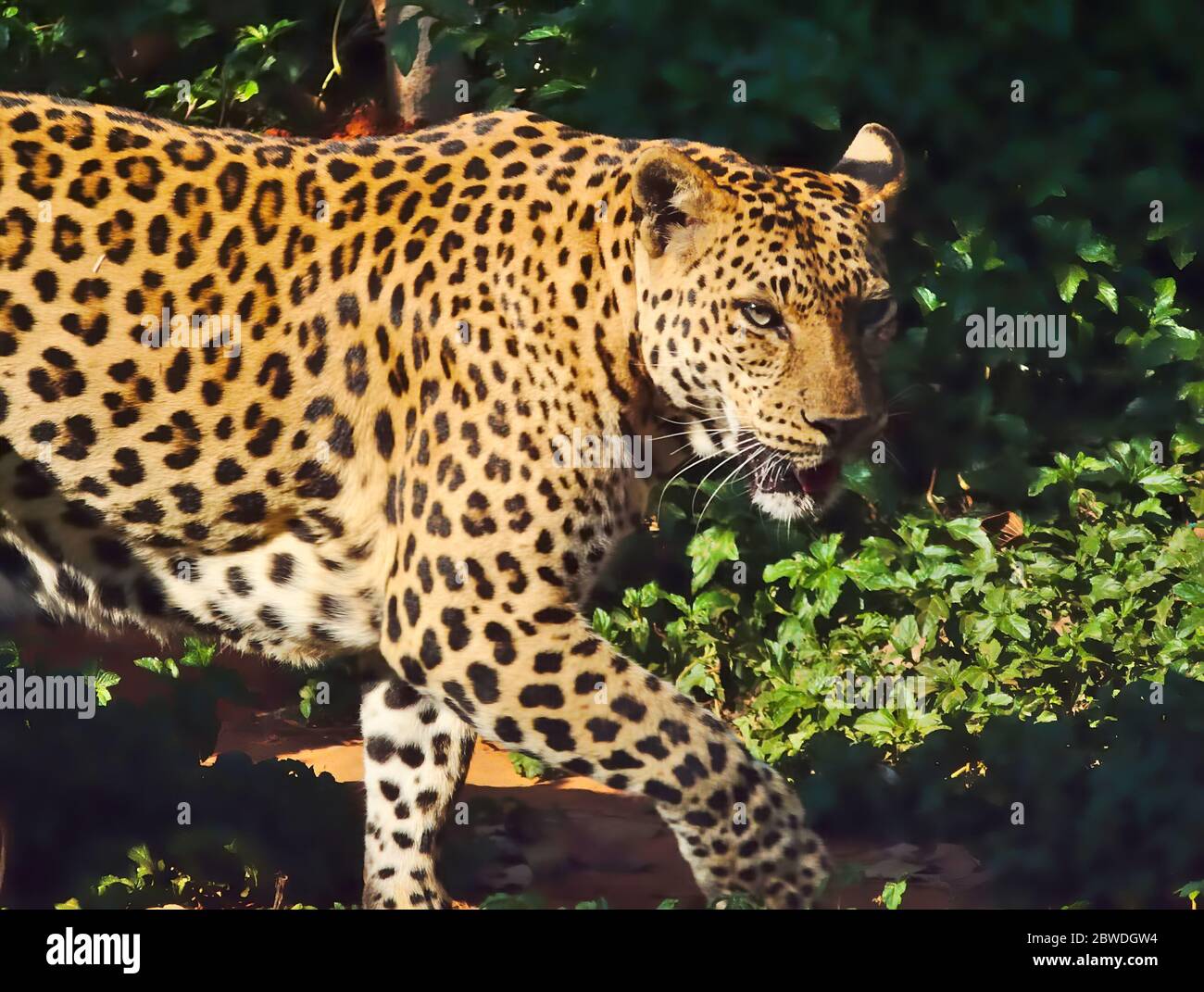 Leopard is walking Stock Photo - Alamy