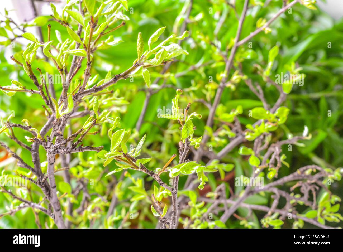 Branches of shrub in early spring with small green young leaves on ...