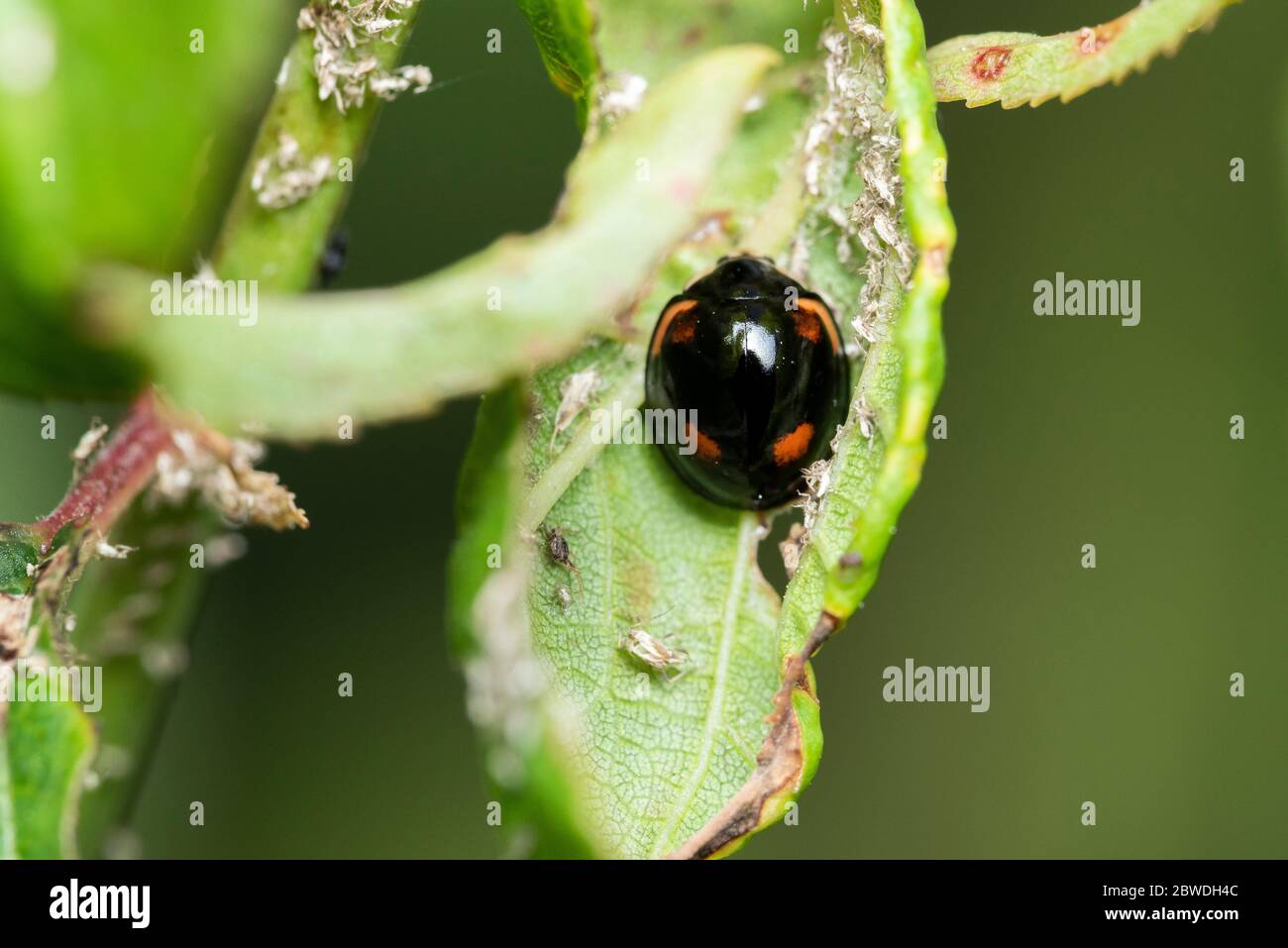 Menochilus sexmaculatus hi-res stock photography and images - Alamy