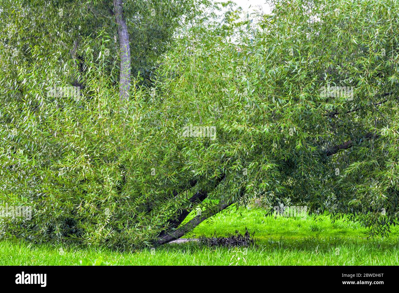 Lush crown of willow tree. Willow tree branches with young green leaves as nature background ...