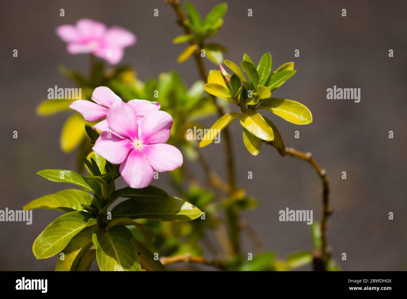 Flower in Maui, Hawaii Stock Photo - Alamy