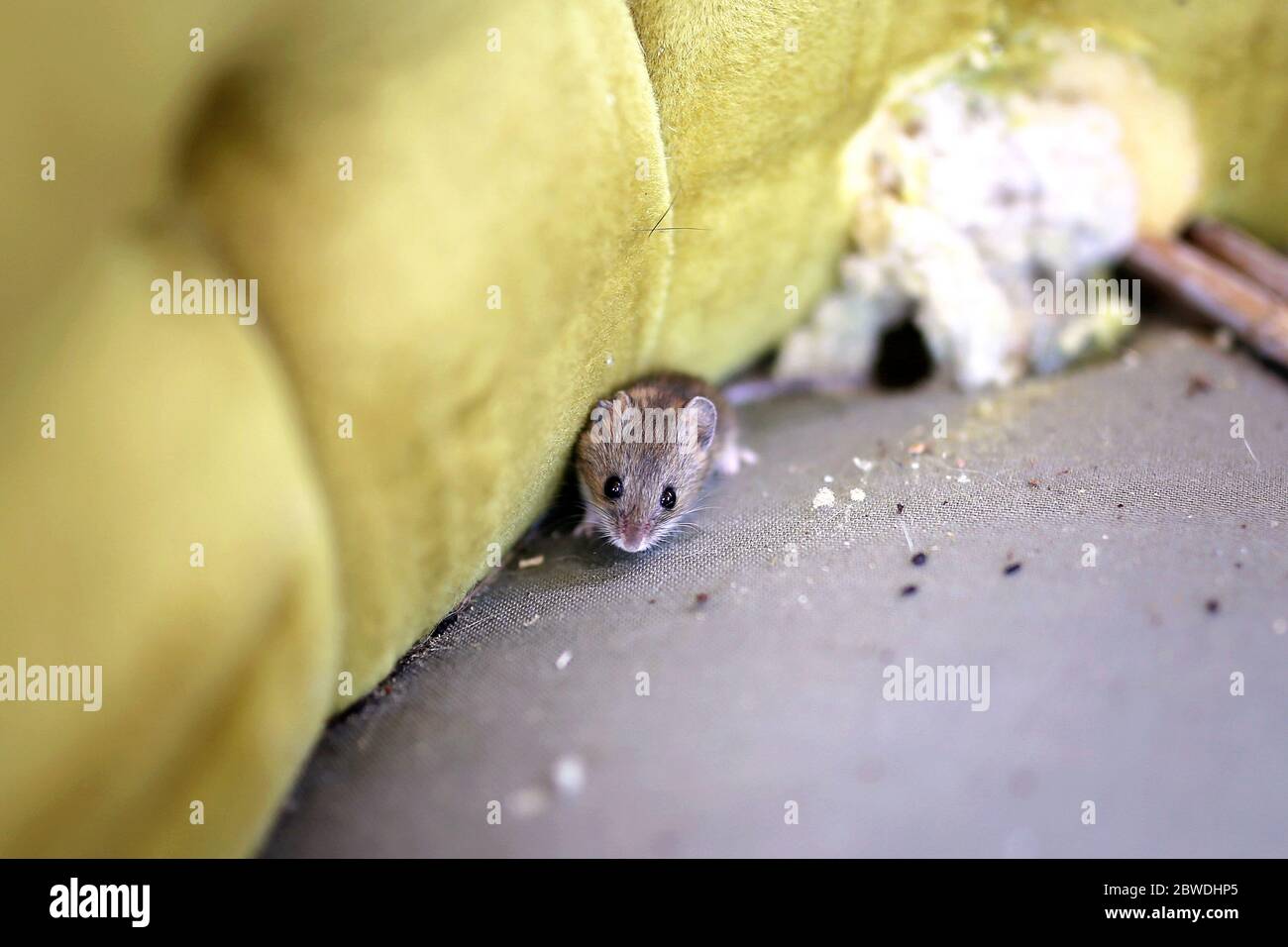 A little grey House Mouse is sitting by its nest in an old antique ...