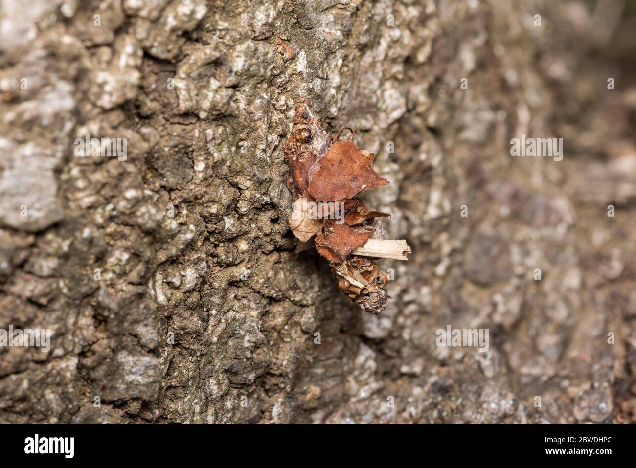 Bagworm moth on cherry tree, Isehara City, Kanagawa Prefecture, Japan ...