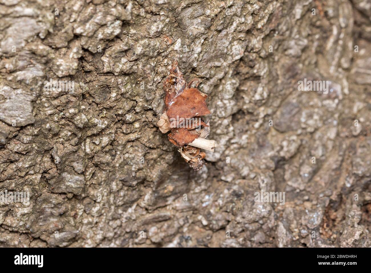 Bagworm moth on cherry tree, Isehara City, Kanagawa Prefecture, Japan ...