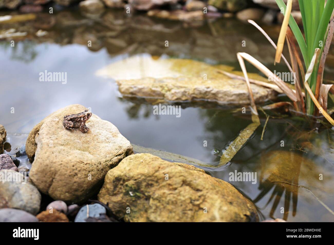 A Common Toad sits on a rock in a manmade pond on a summer day in ...