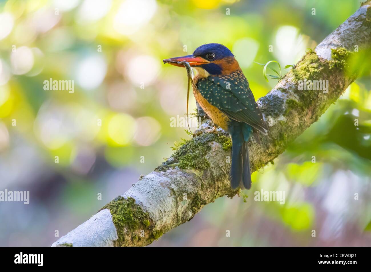 A Blue-capped Wood Kingfisher perched on a branch with a lizard in its ...