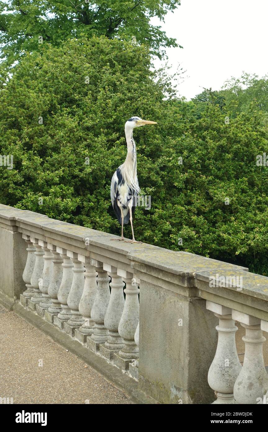A heron bird over the Thames River in London, England Stock Photo - Alamy