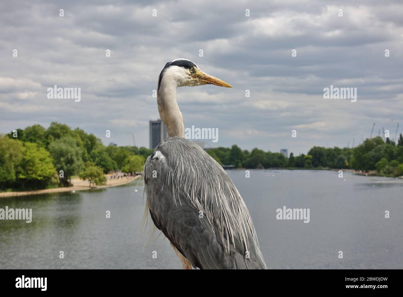 A heron bird over the Thames River in London, England Stock Photo - Alamy