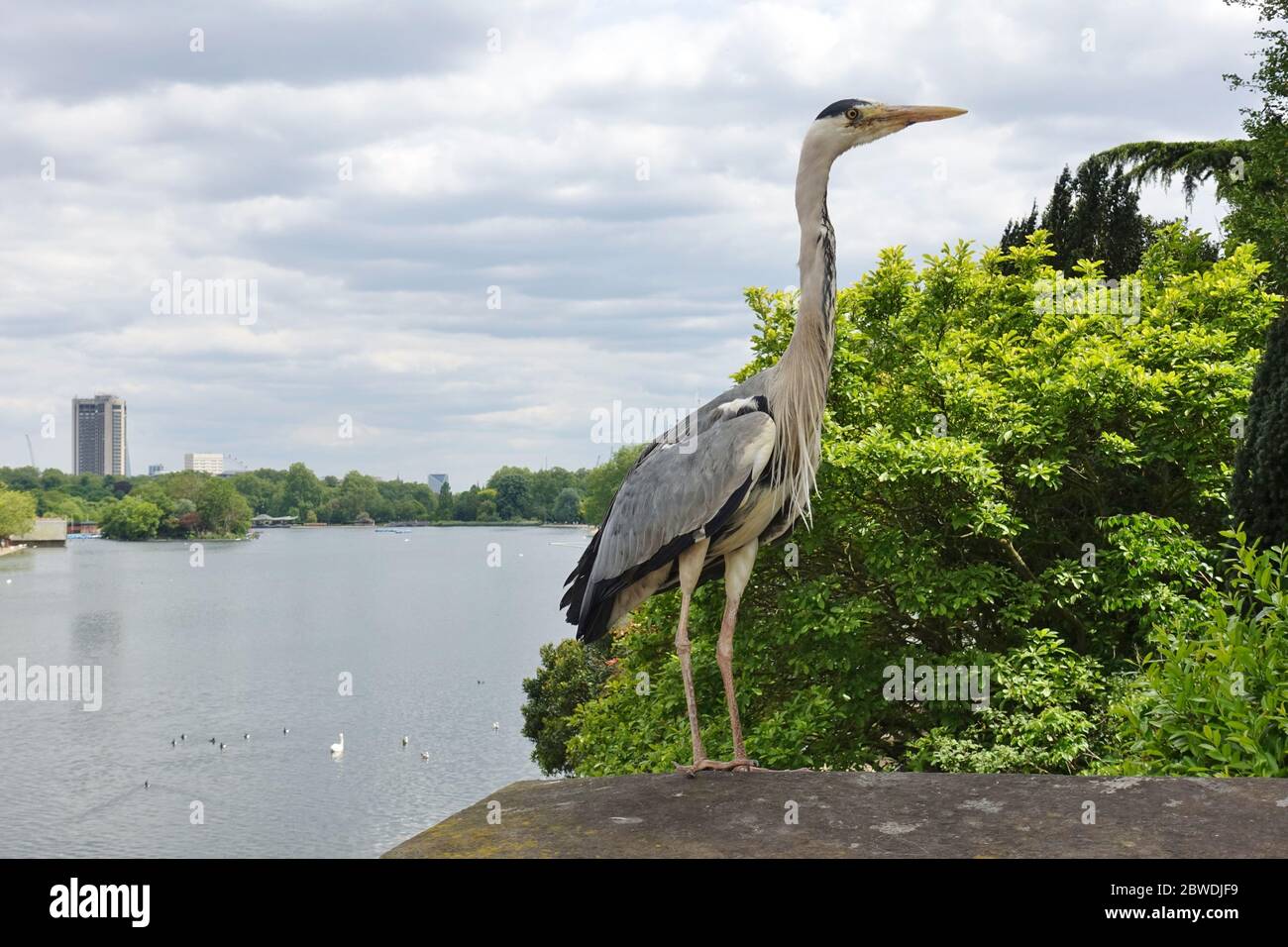 A heron bird over the Thames River in London, England Stock Photo - Alamy