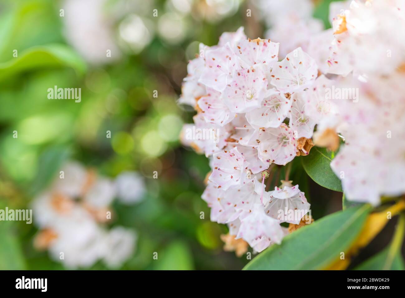 White kalmia hi-res stock photography and images - Alamy
