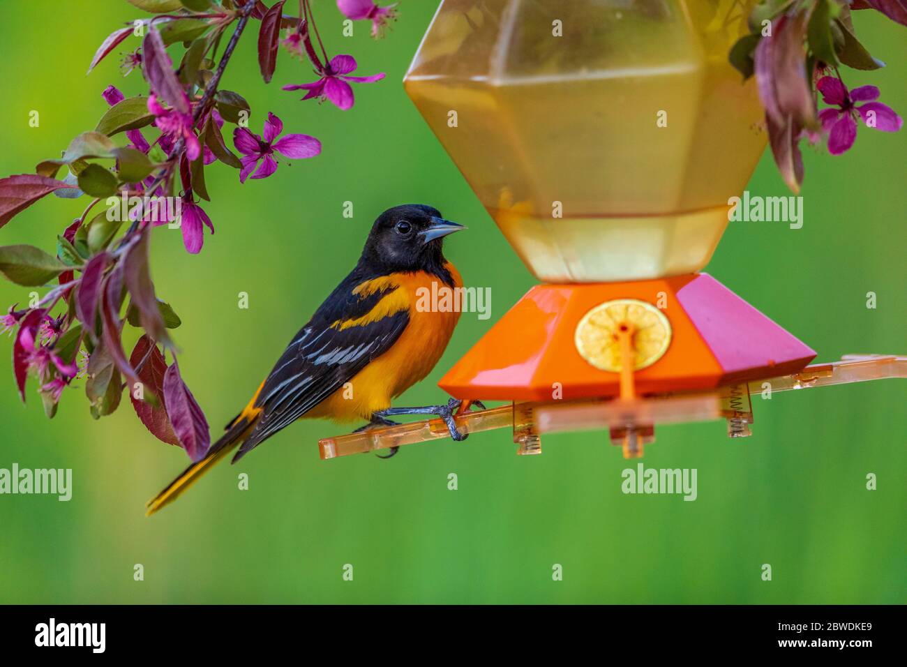 Northern oriole icterus galbula hi-res stock photography and images - Alamy