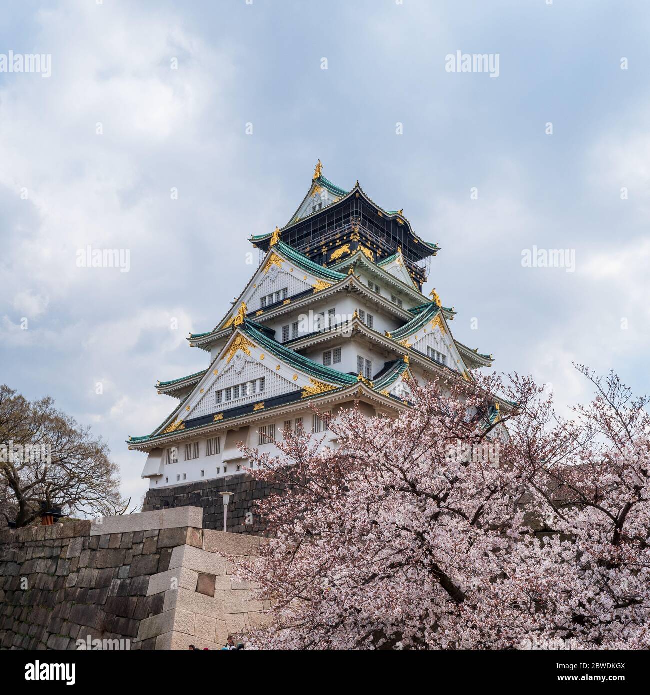 Osaka castle with cherry blossom. Japanese spring beautiful scene Stock ...