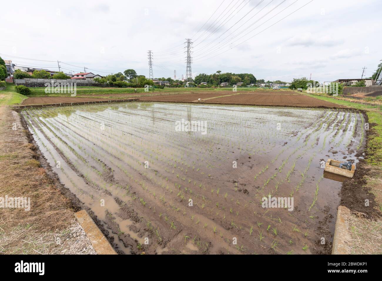 Rice field in May, after rice planting, Isehara City, Kanagawa ...