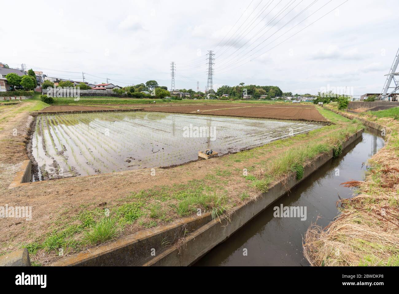 Rice field in May, after rice planting, Isehara City, Kanagawa ...