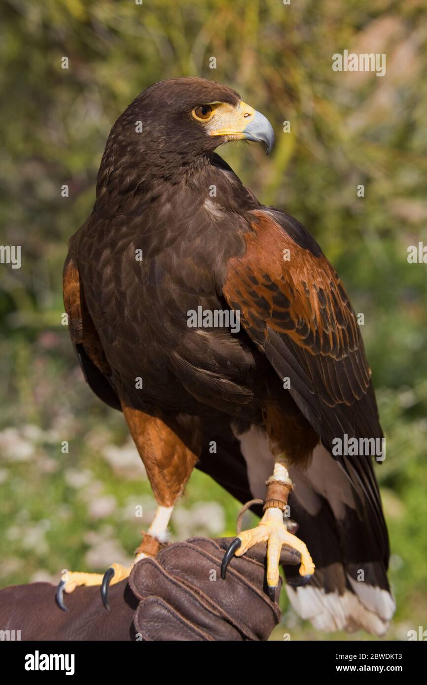 Harris Hawk, Arizona -Sonora Desert Museum, Tucson, Pima County ...