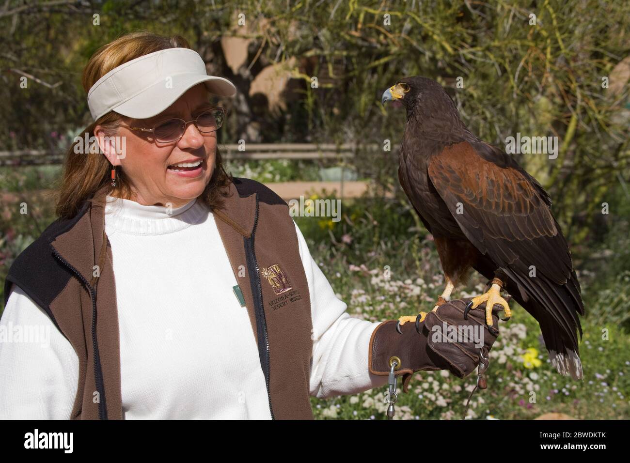 Harris Hawk, Arizona-Sonora Desert Museum, Tucson, Pima County, Arizona ...