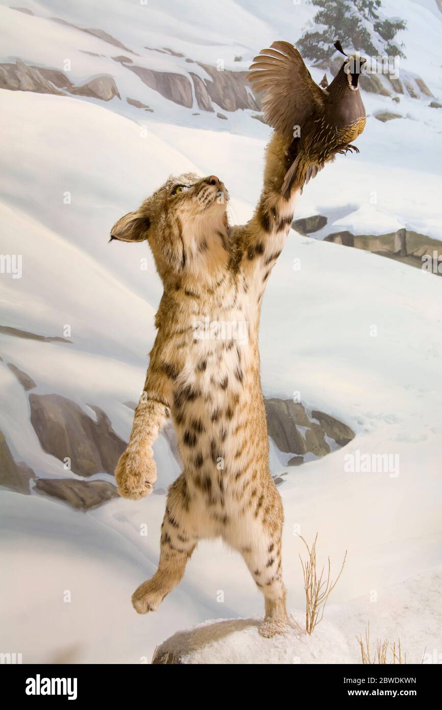 Bobcat, International Wildlife Museum, Tucson, Pima County, Arizona ...