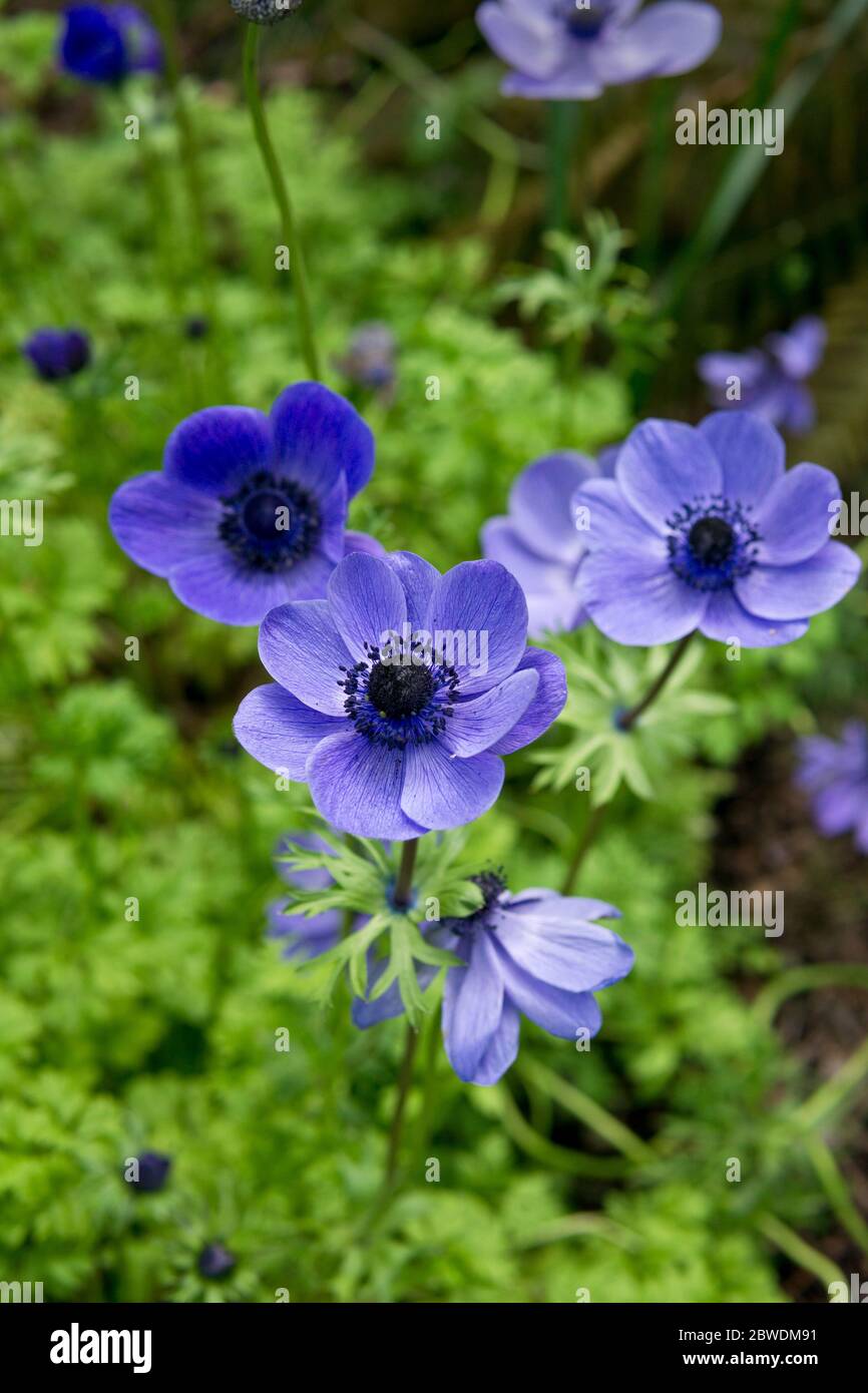 Anemone giant blue poppy hi-res stock photography and images - Alamy