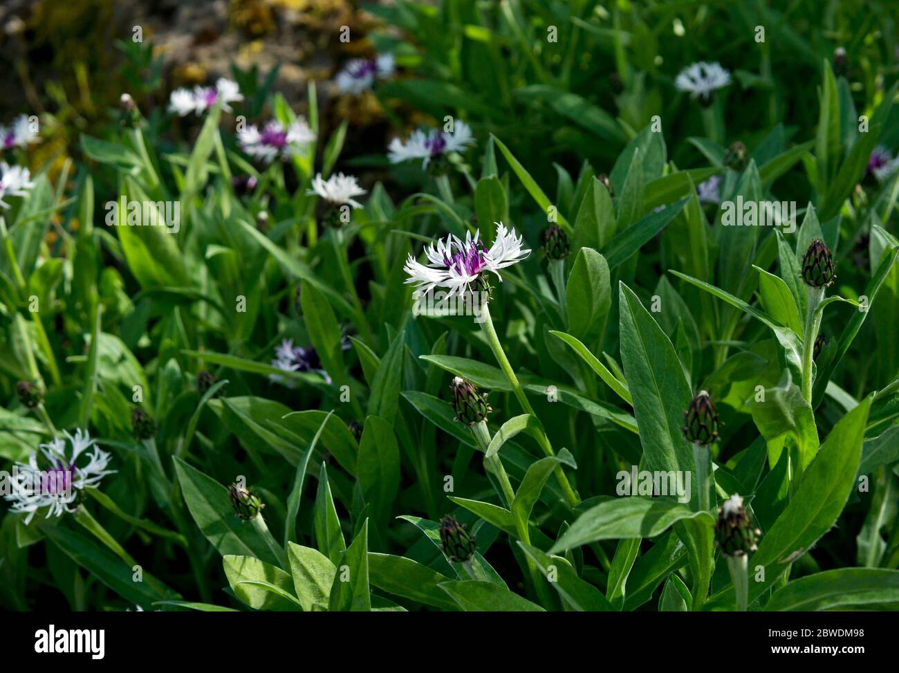 Mountain bluet, Centarea monta "amethyst in snow" in the garden ...