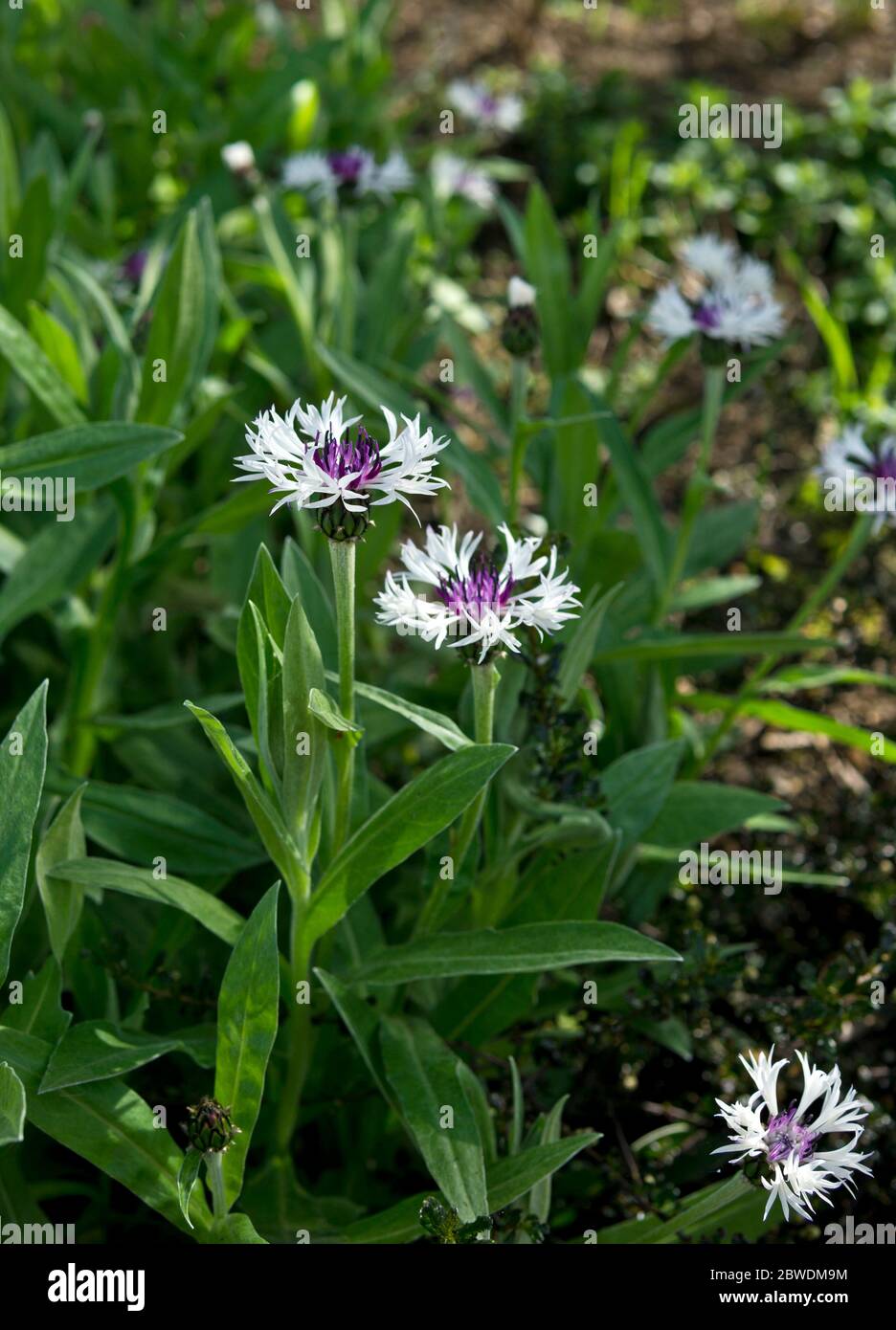 White mountain bluet hi-res stock photography and images - Alamy