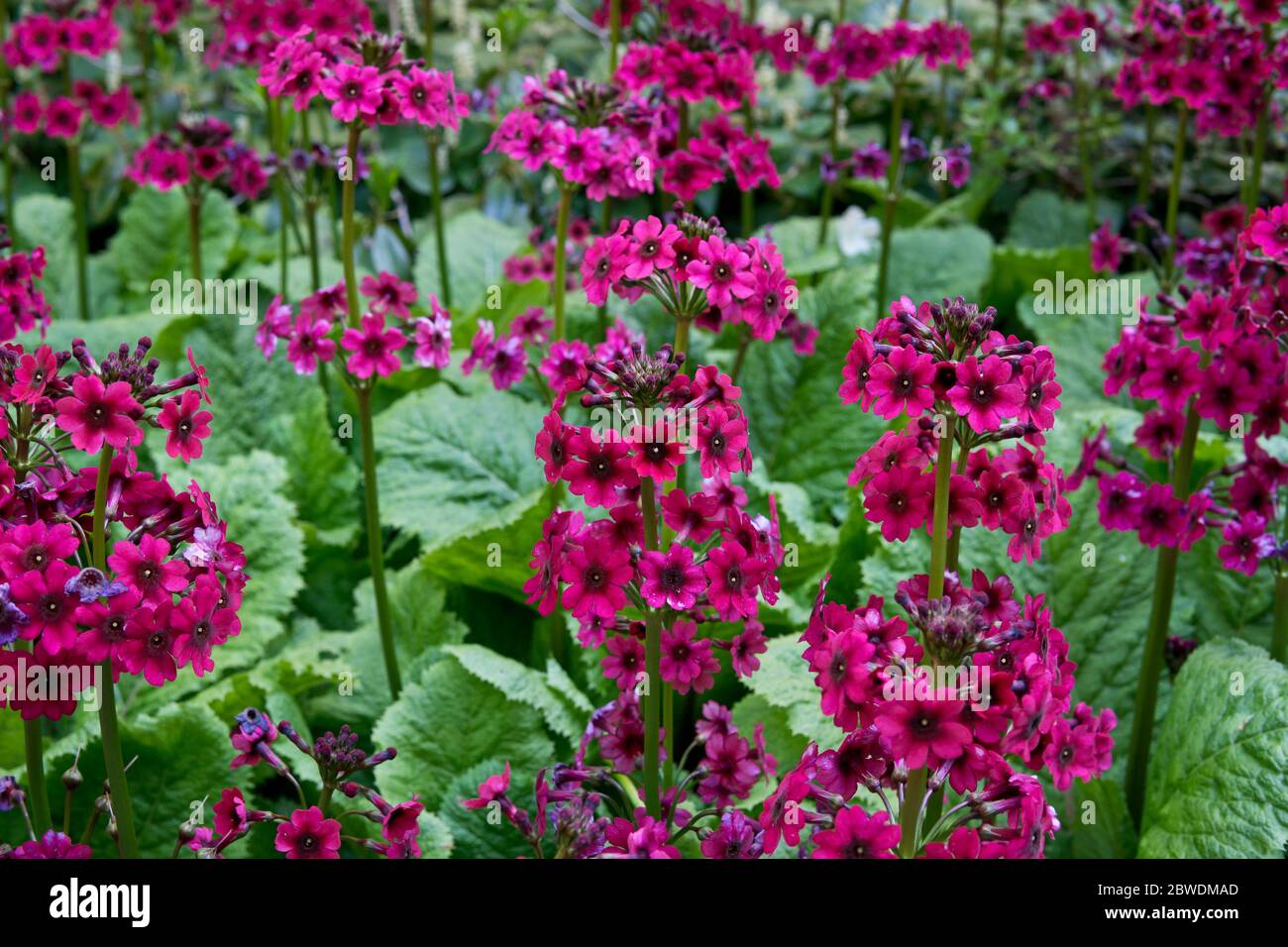 Pretty Japanese Primrose, primula japonica, "Millers Crimson" in the ...