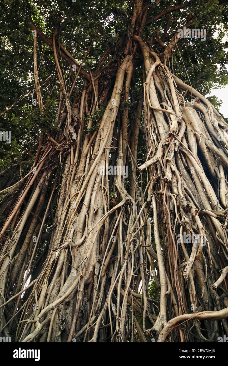 Banyan Tree Texture High Resolution Stock Photography and Images - Alamy