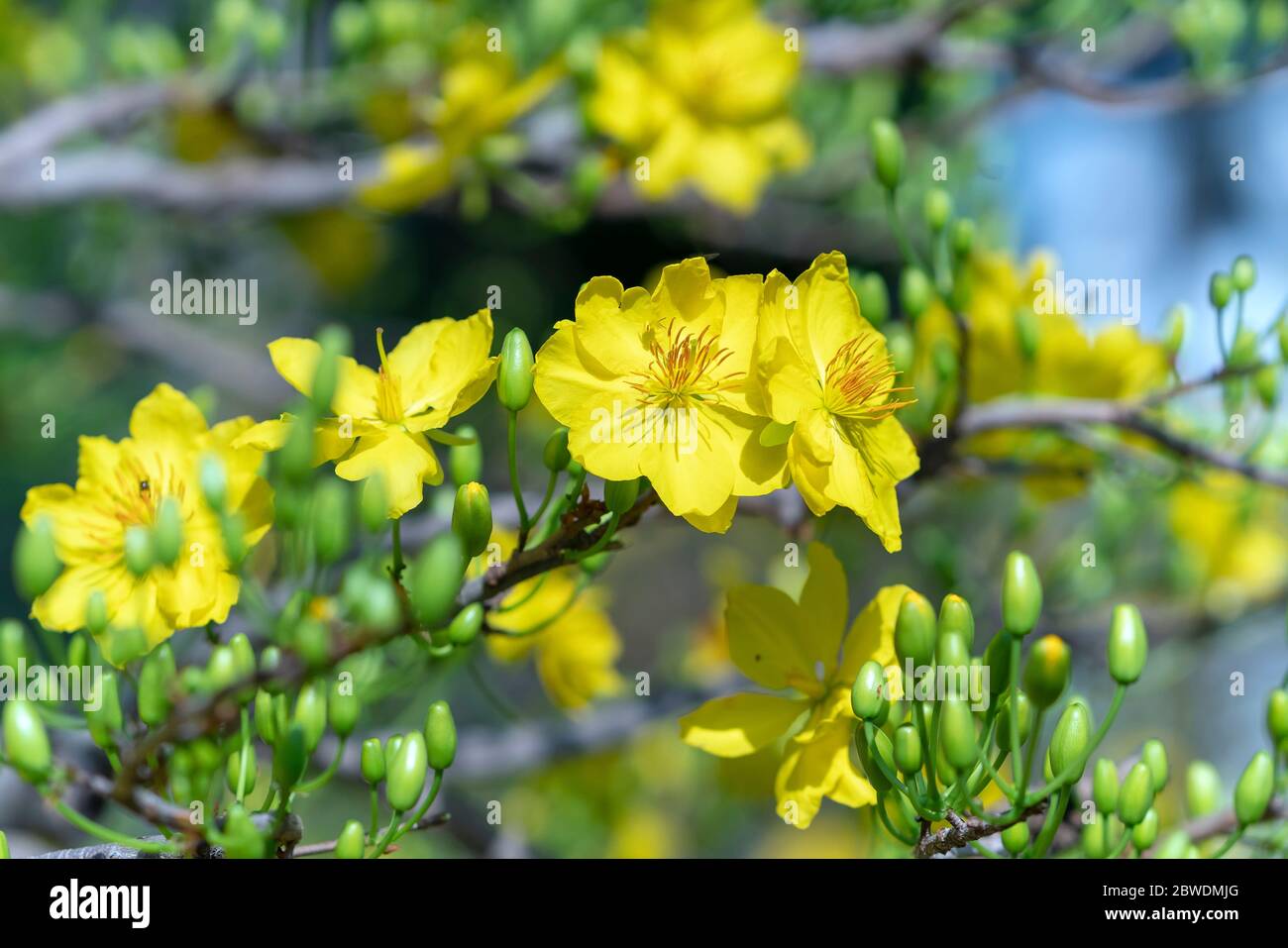 Yellow apricot flowers blooming fragrant petals signaling spring has ...