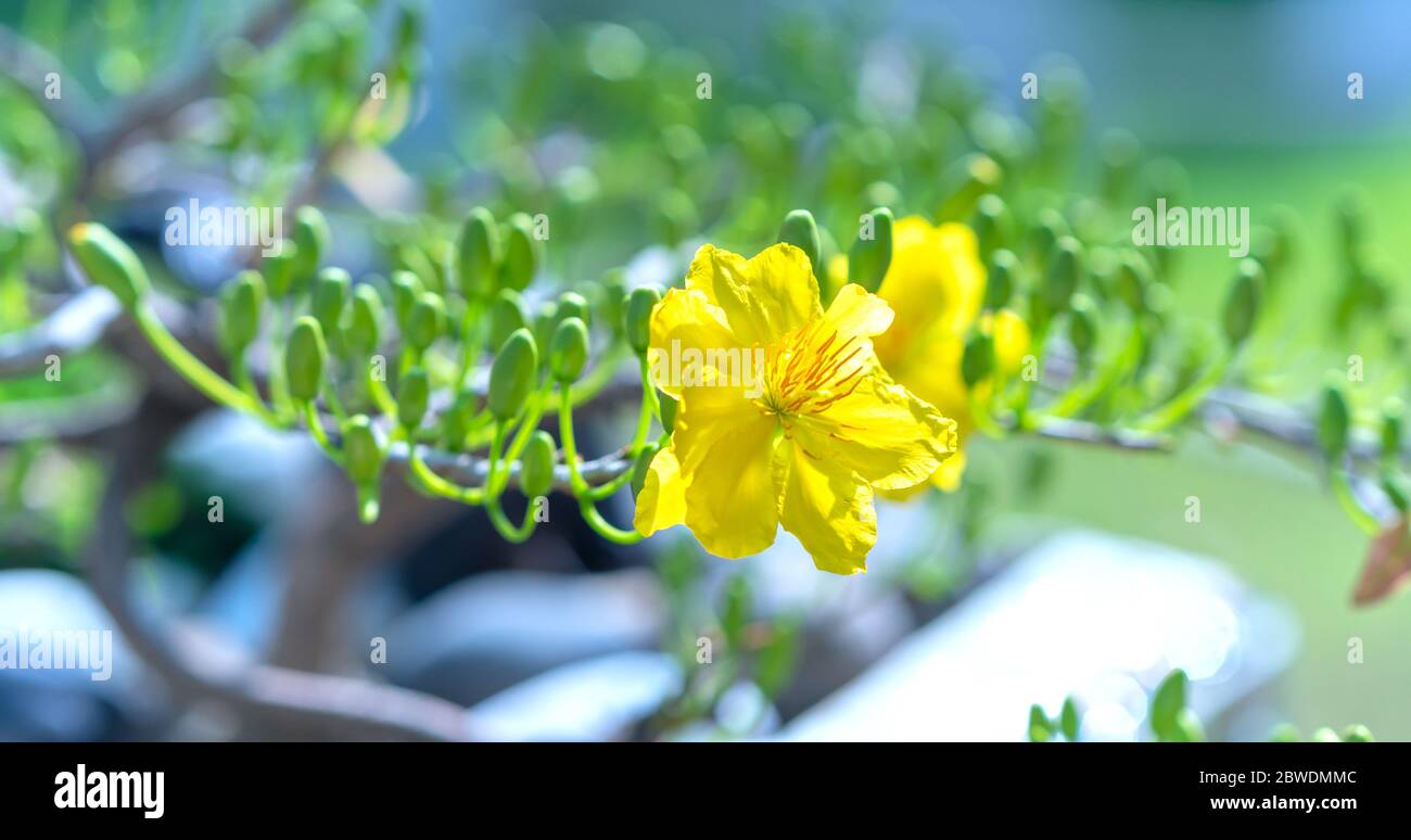 Yellow apricot flowers blooming fragrant petals signaling spring has ...