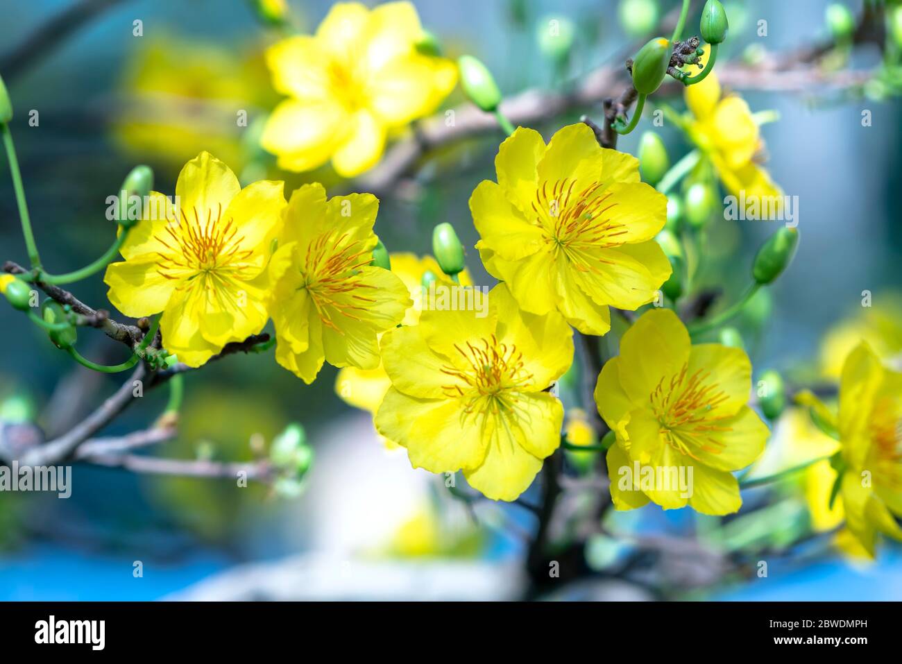 Yellow apricot flowers blooming fragrant petals signaling spring has ...