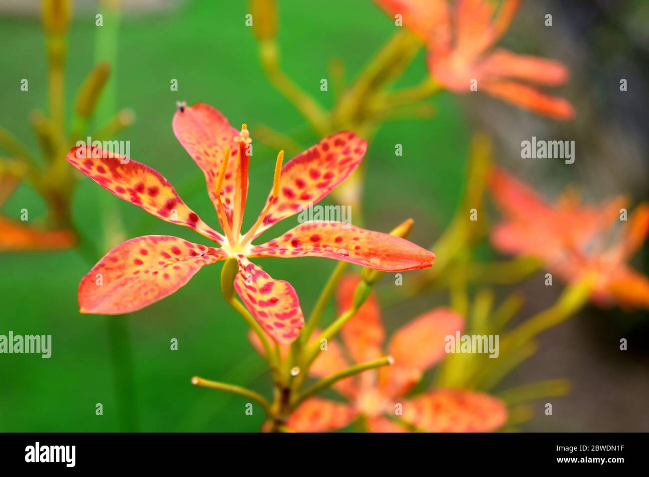 red spotted beautiful flower Stock Photo - Alamy