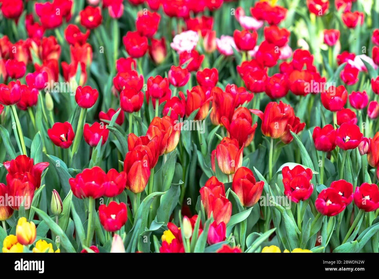 Tulips bloom in spring sunshine with brilliant colors rising up full of ...