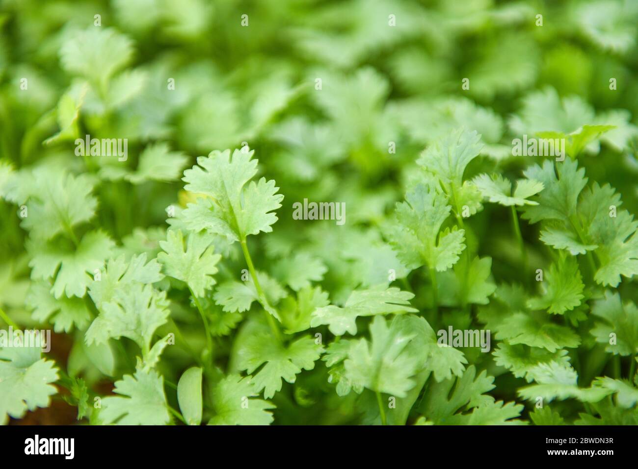 Coriander plant leaf growing in the graden nature background / Green ...