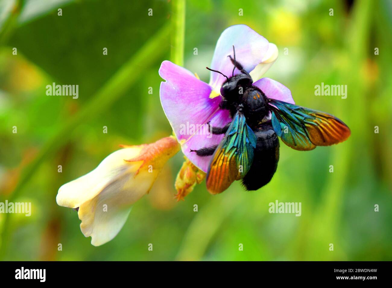 Insect on Beautiful Flower Stock Photo - Alamy