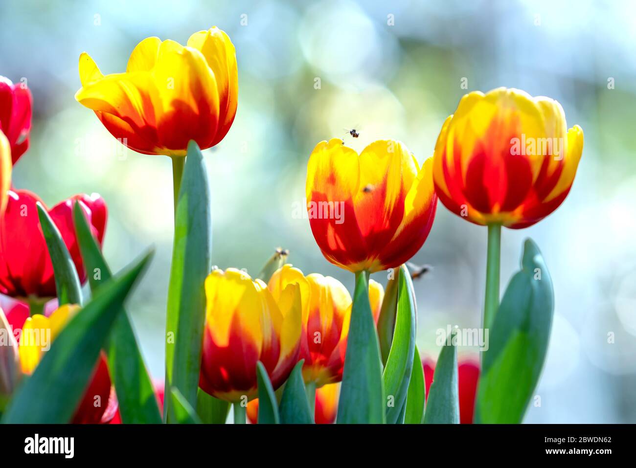 Tulips bloom in spring sunshine with brilliant colors rising up full of ...