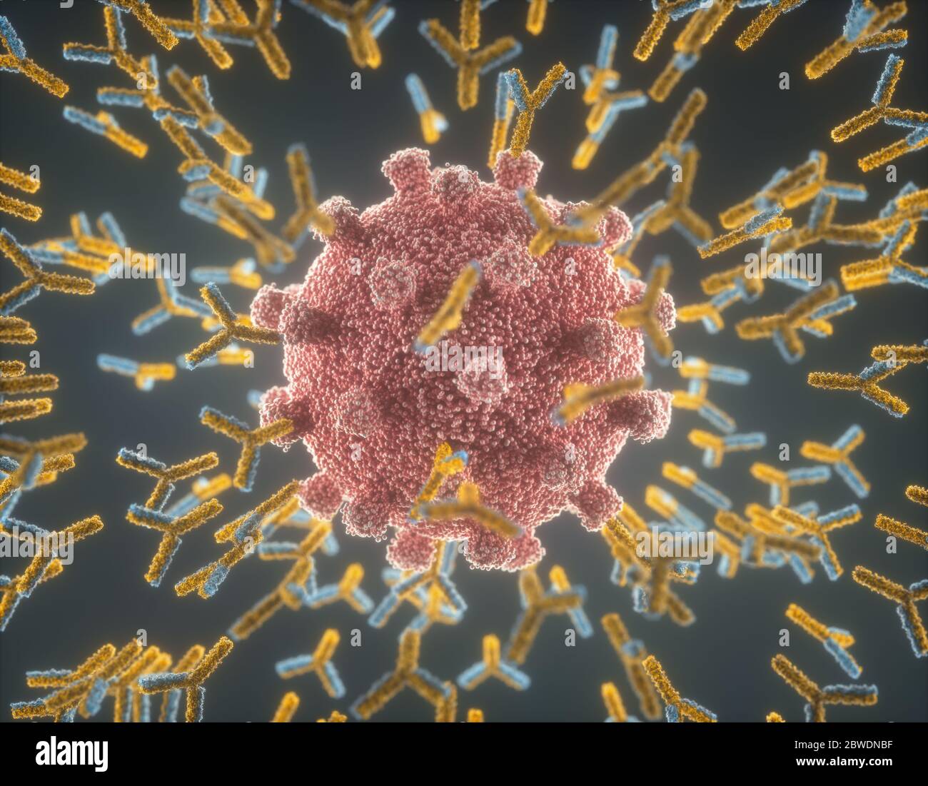 Antibody antibodies antivirus vaccination hi-res stock photography and ...