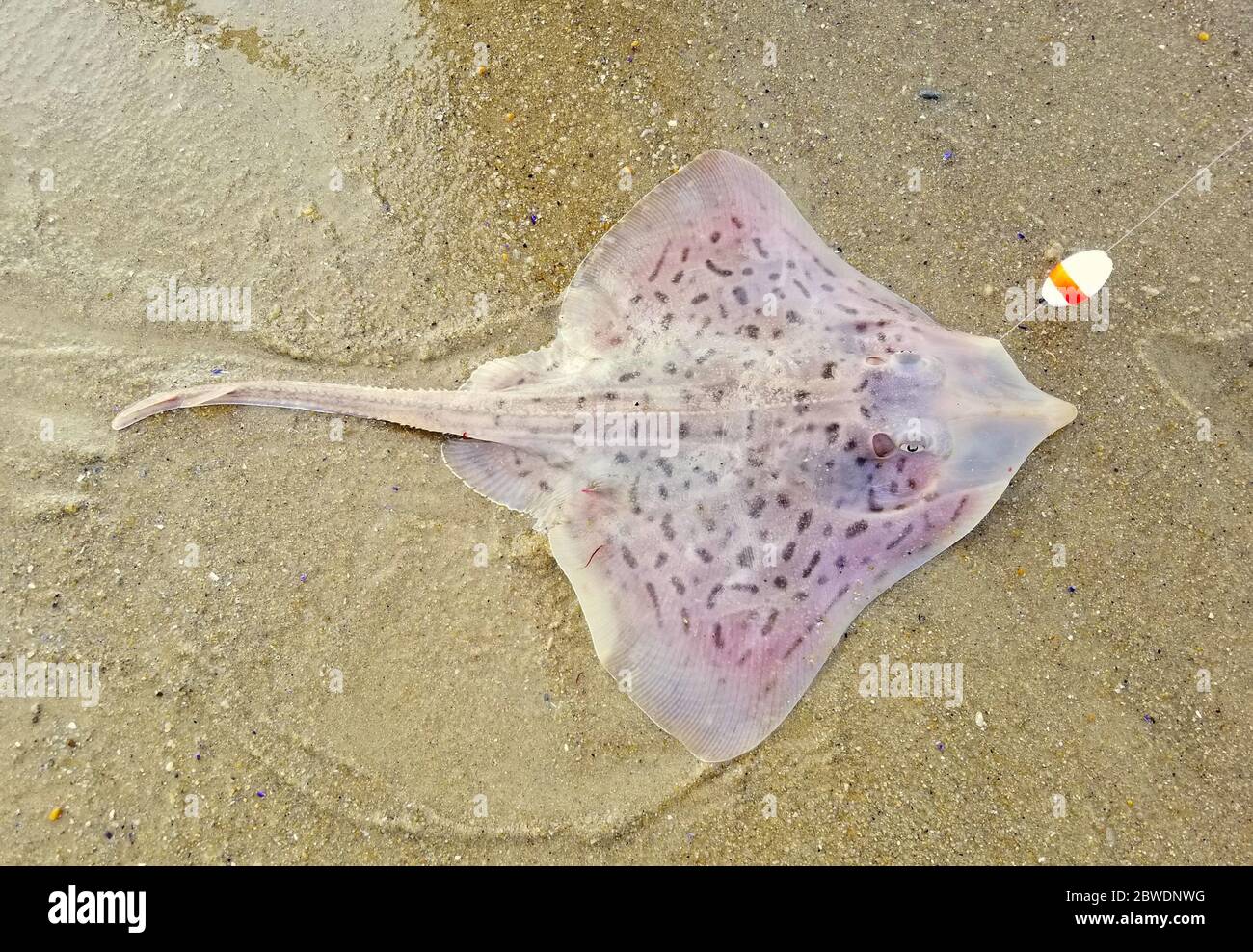 A pink dotted stingray on the beach caught and released Stock Photo - Alamy