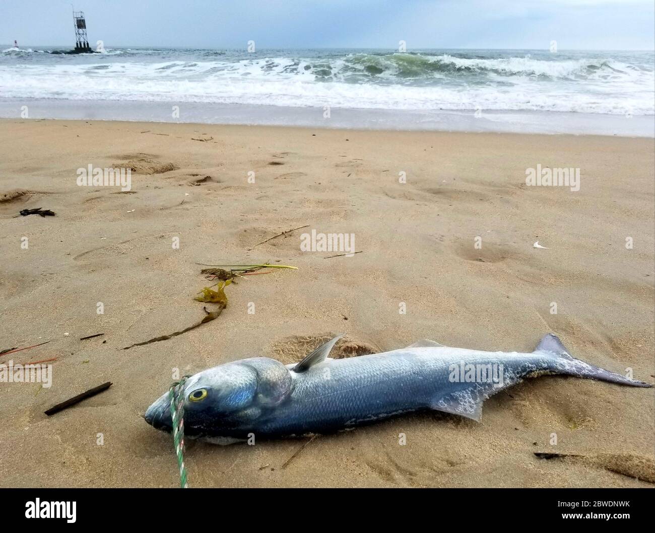 A bluefish laying on the beach overlooking the waves Stock Photo - Alamy