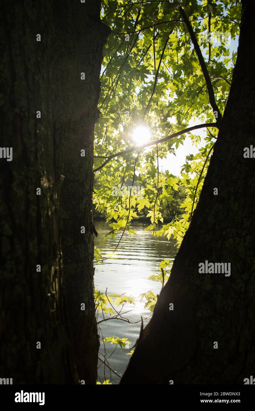 Sun shines on maple hi-res stock photography and images - Alamy