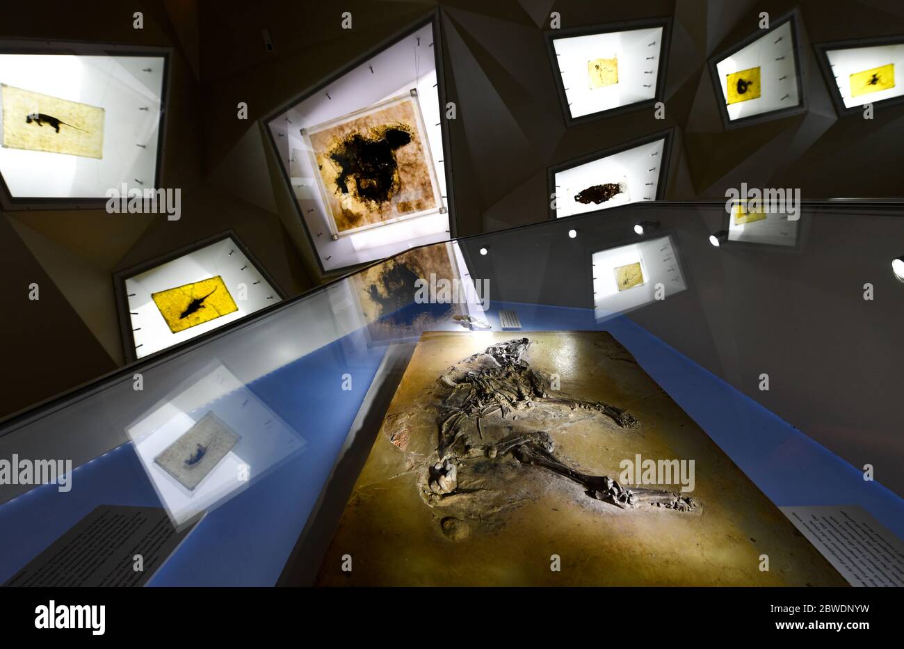 Messel, Germany. 28th May, 2020. A fossil primeval horse (front) is one ...