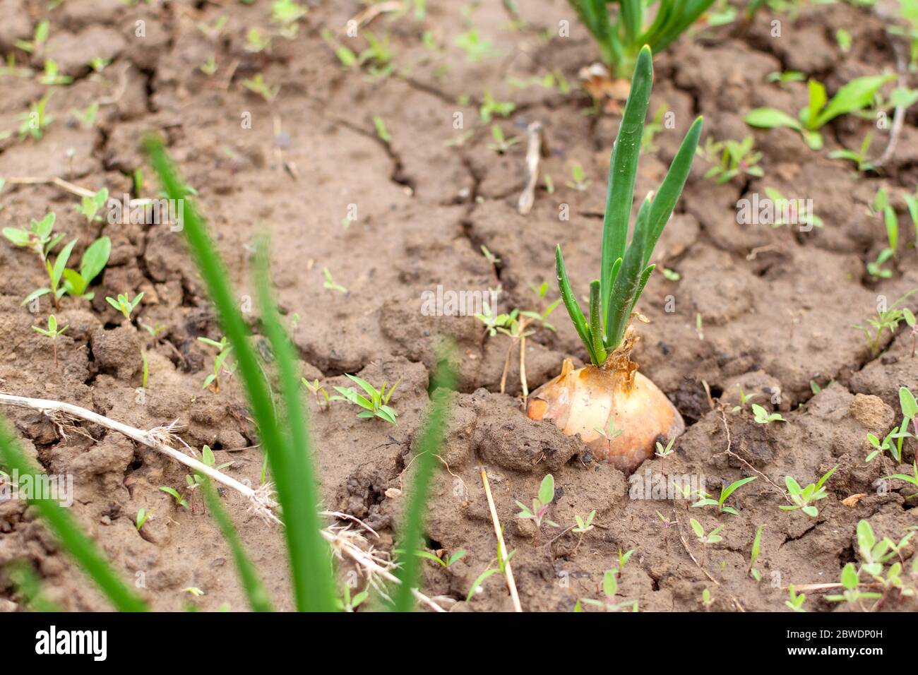 Onion plantation in the garden. Agriculture on the farm Stock Photo - Alamy