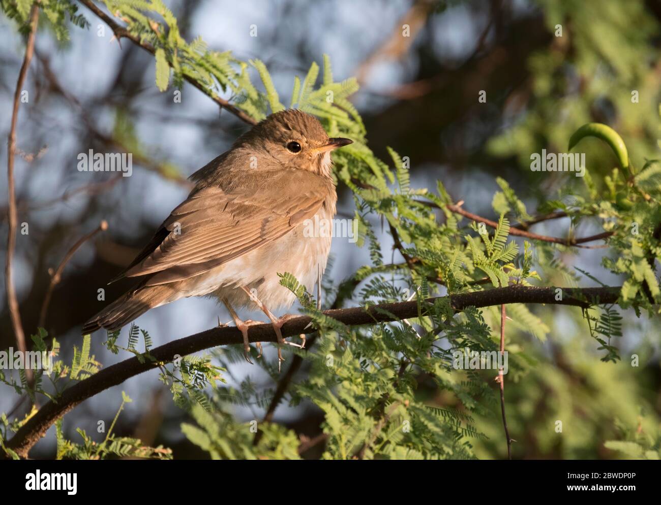 The gray-cheeked thrush ( Catharus minimus) in Texas during spring ...