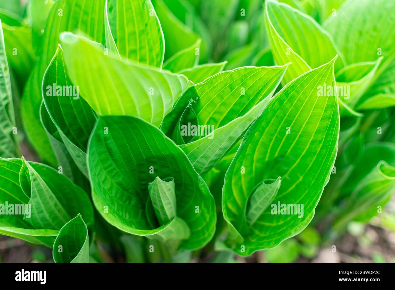 Hosta in garden. Hosta - genus of perennial herbaceous plants of the ...