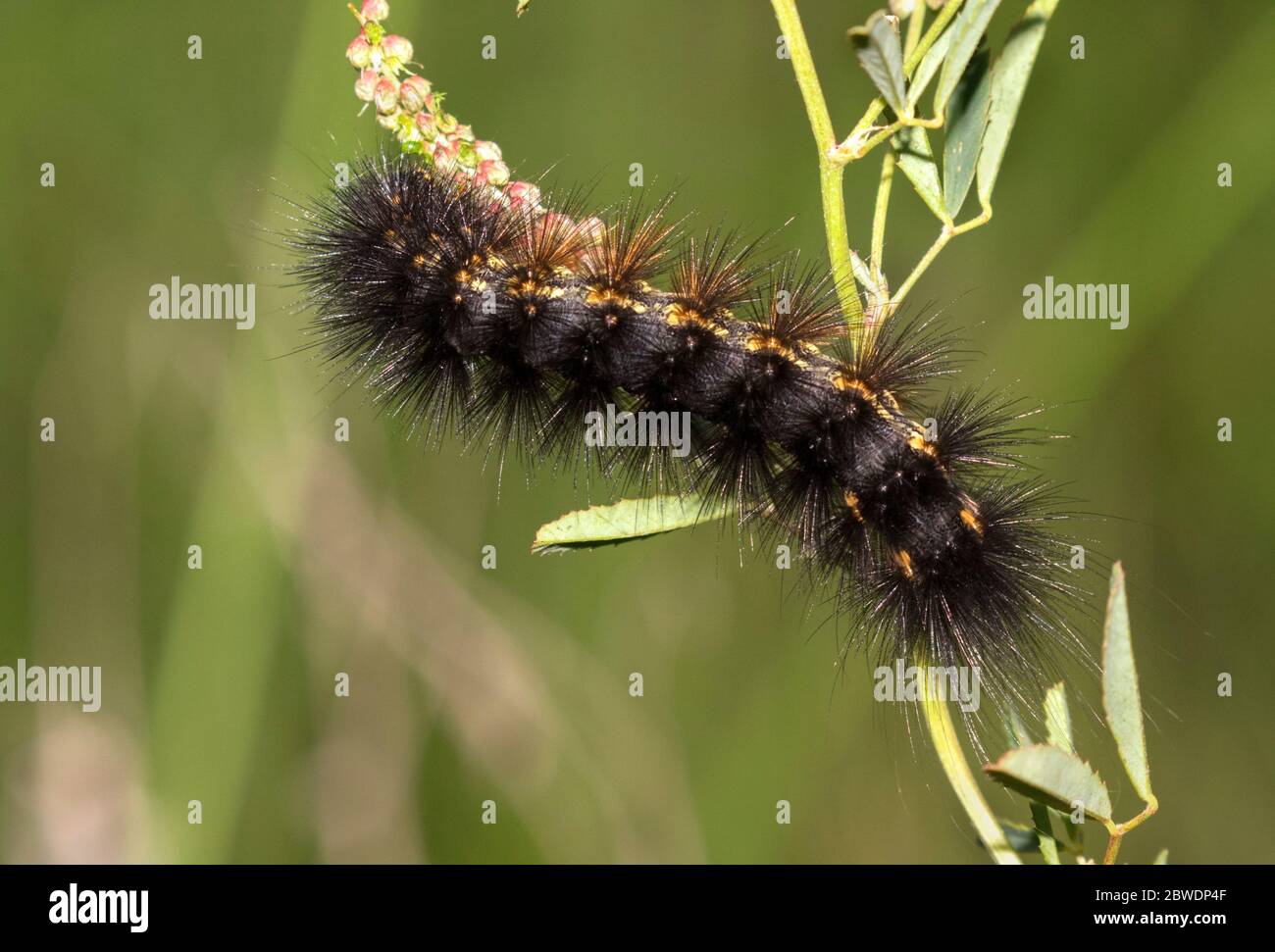 The salt marsh moth (Estigmene acrea) caterpillar close up Stock Photo ...